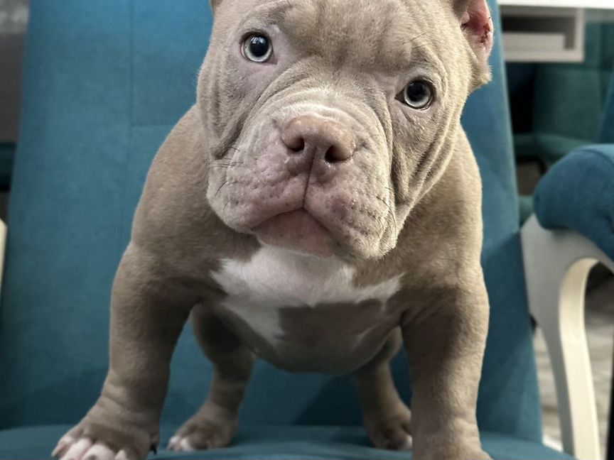 Щенки американского булли