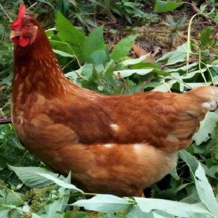 Курицы несушки