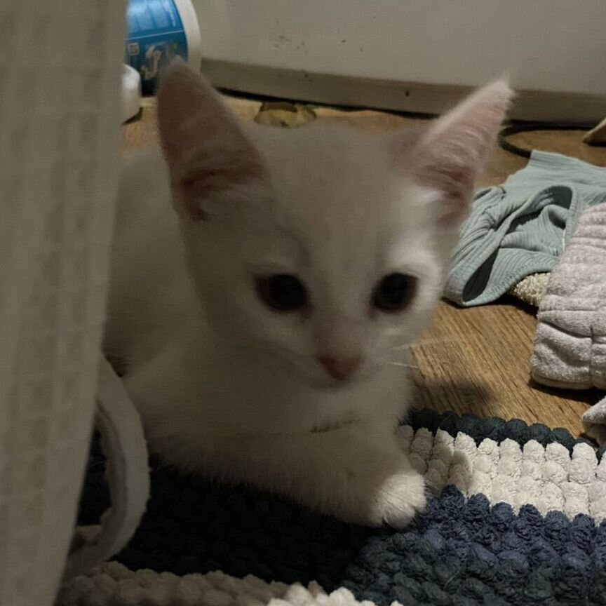 Котёнок в добрые руки