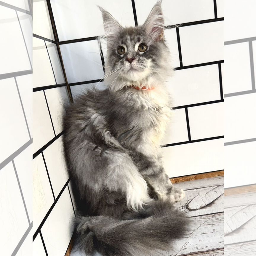 Мейн-кун котёнок