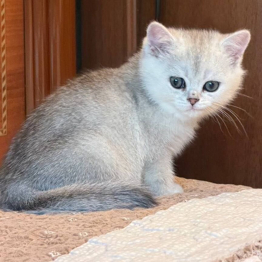 Британский короткошёрстный котёнок