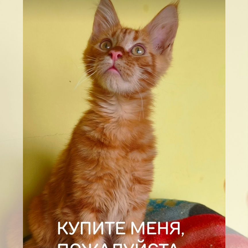 Мейн-кун котёнок