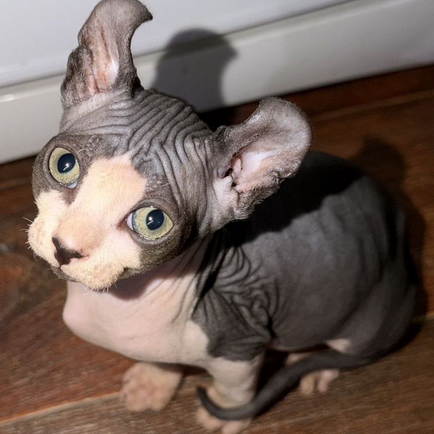 Канадский сфинкс котёнок