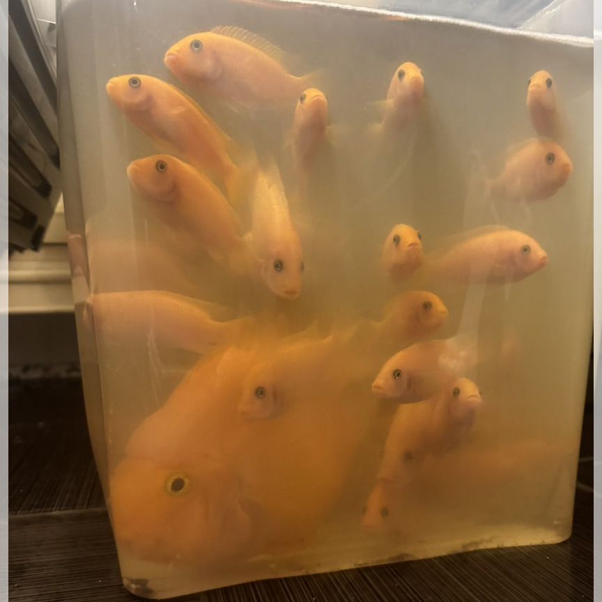 Аквариумные рыбки