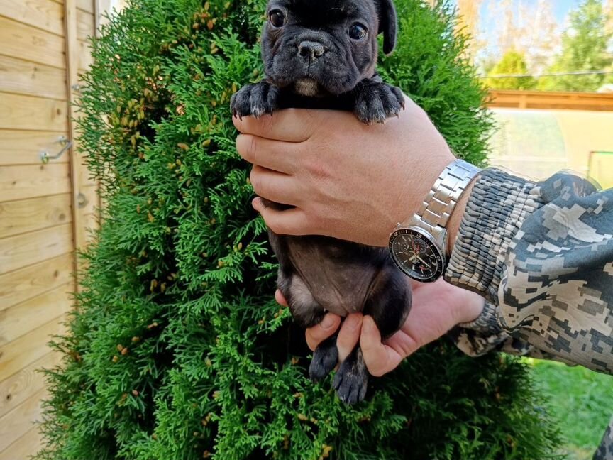 Французский бульдог девочки с документами