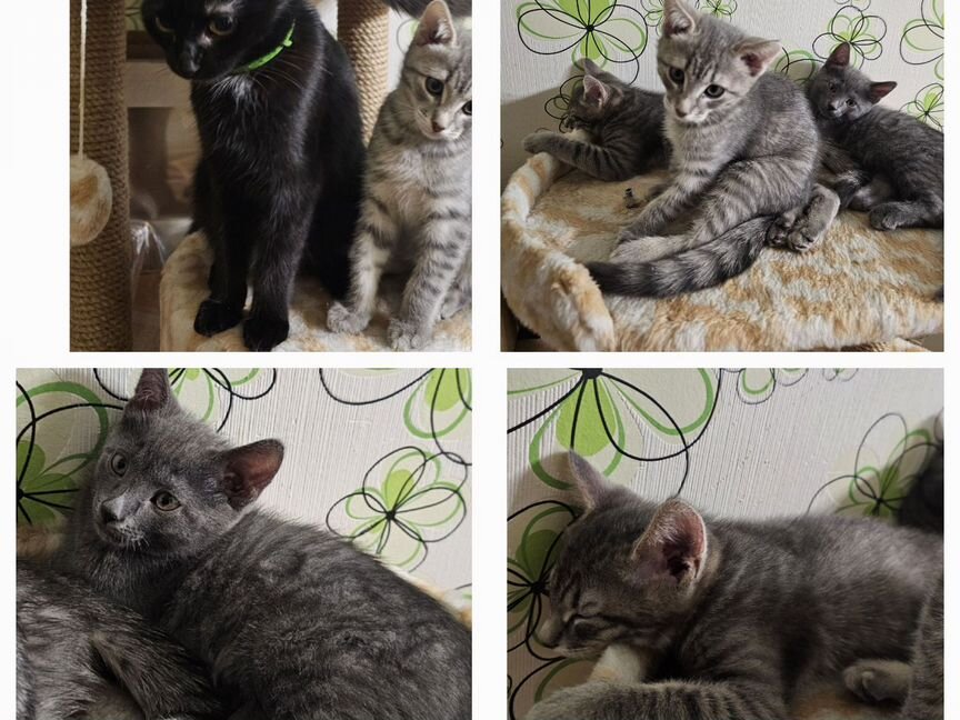 Котята в дар в добрые руки бесплатно