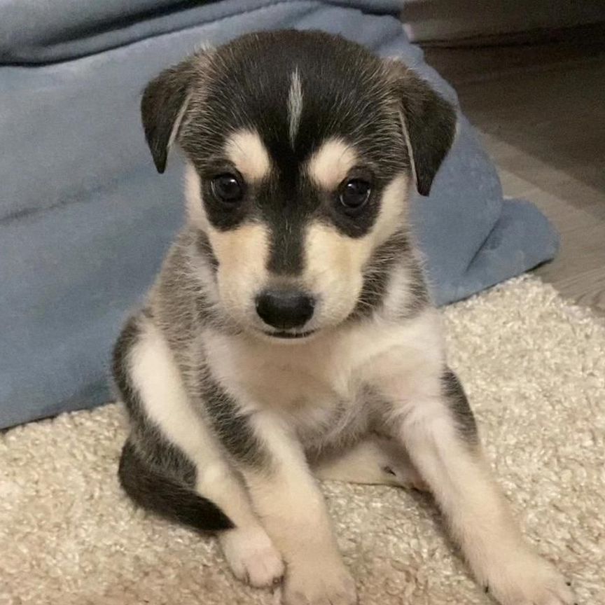 Щенок в добрые руки