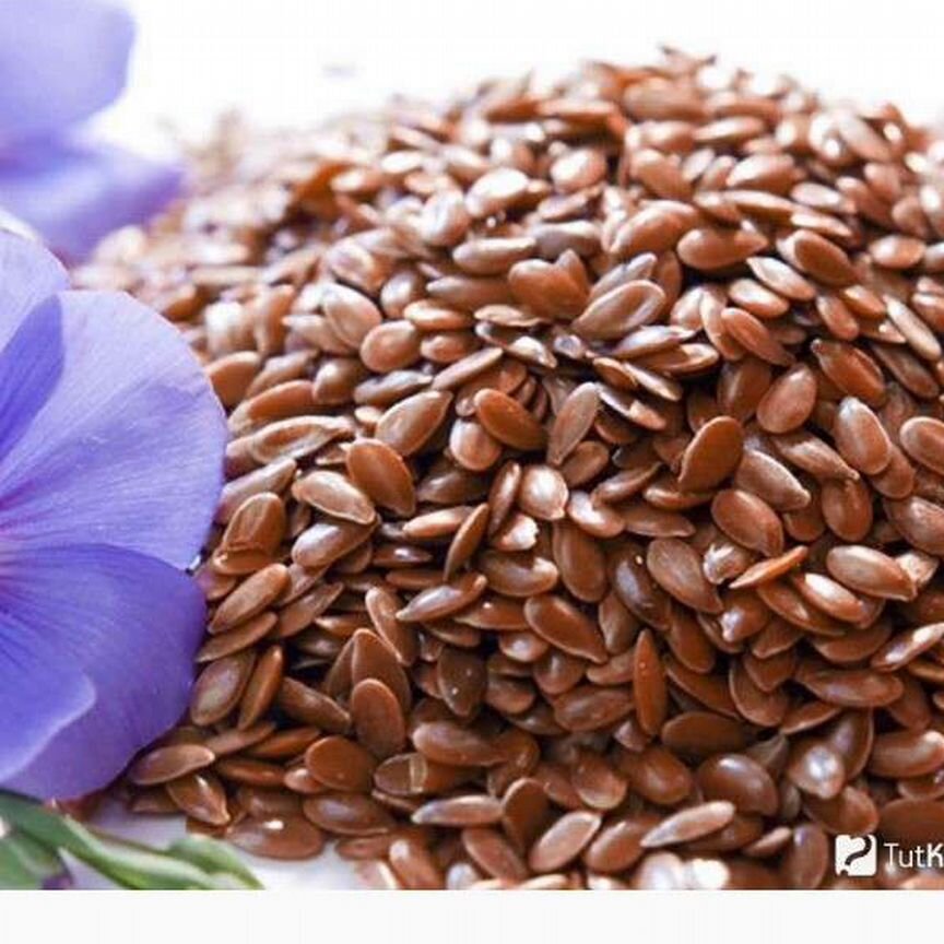 Лён масличный