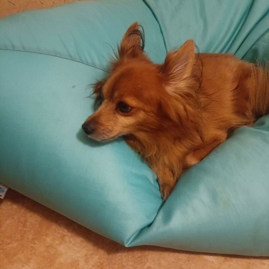 Милая собачка в добрые руки