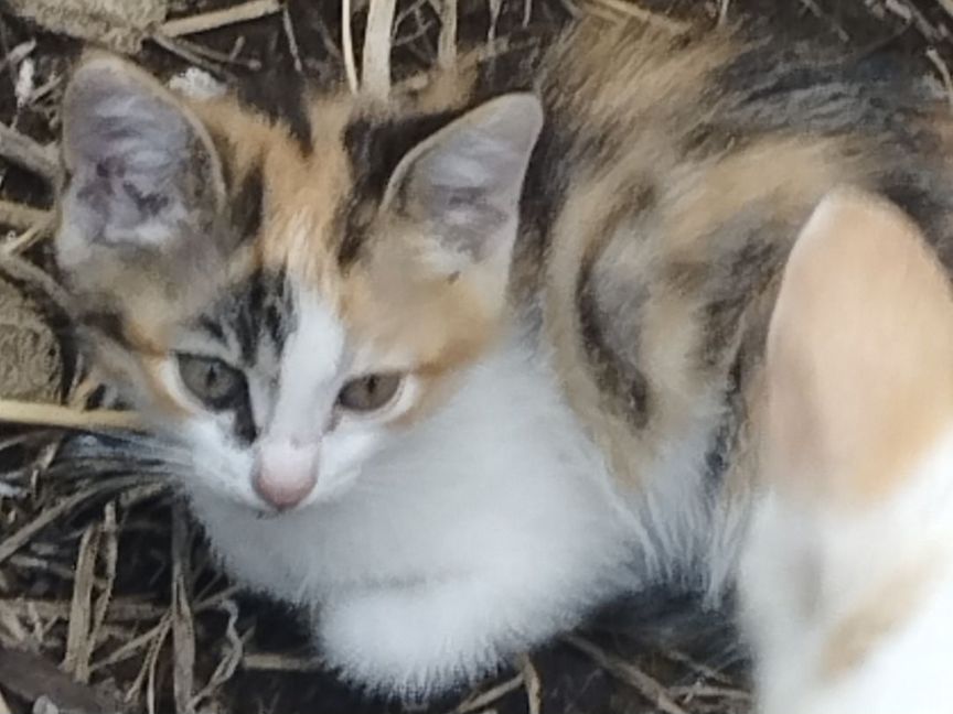 Кошка