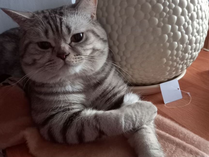 Баксик ищет любовь) вязка шотландец прямоухий