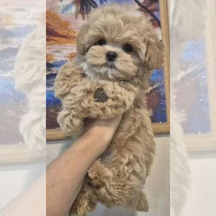 Мальтипу, щенок