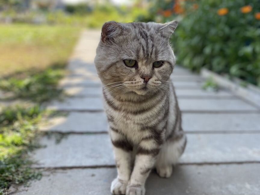 Котята шотланские