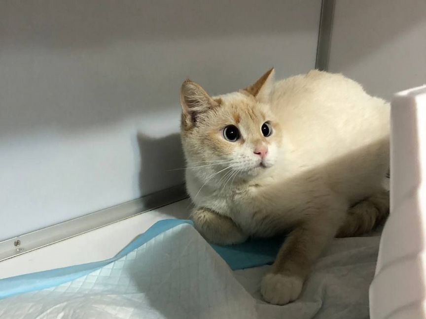 Косоглазая кошка