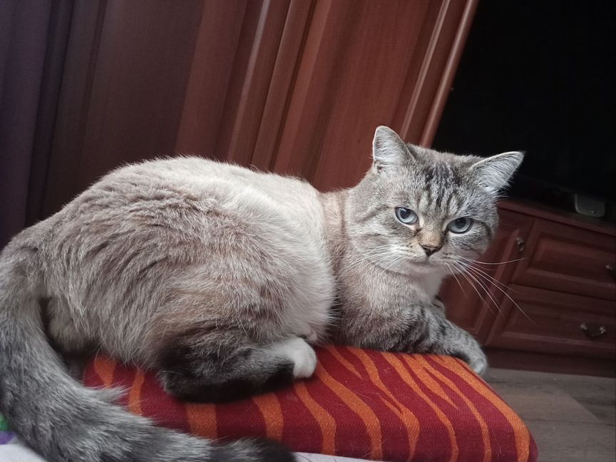 Кот в хорошие руки