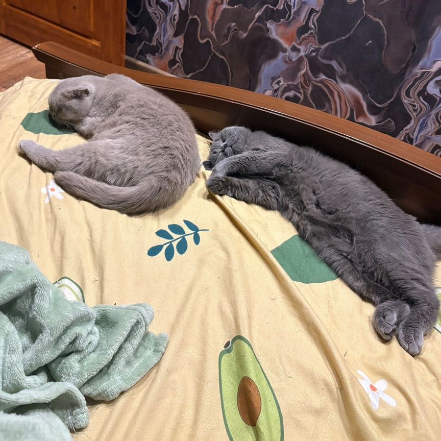 Шотландская вислоухая короткошёрстная, взрослая кошка