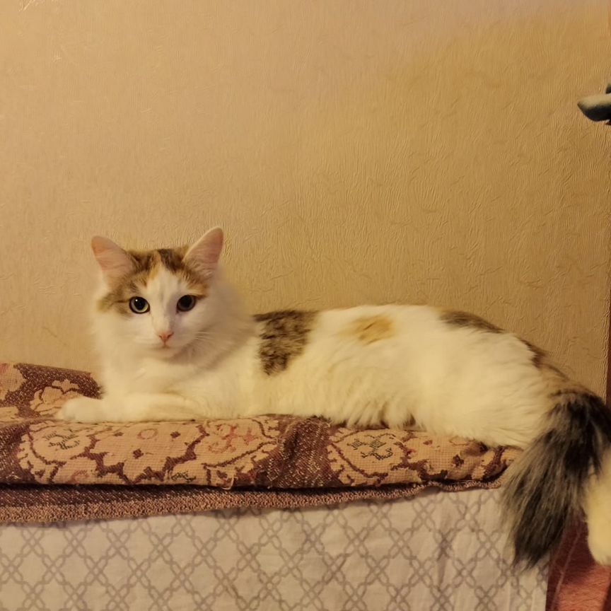 Кошка Нельсон