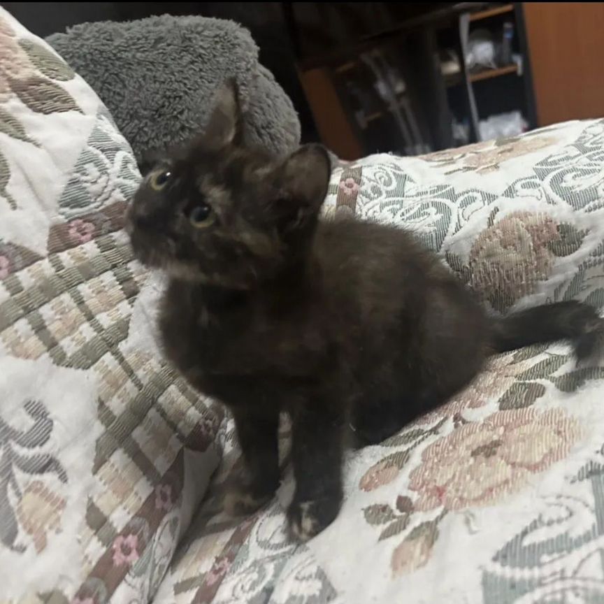 Отдам в добрые руки 2 мес