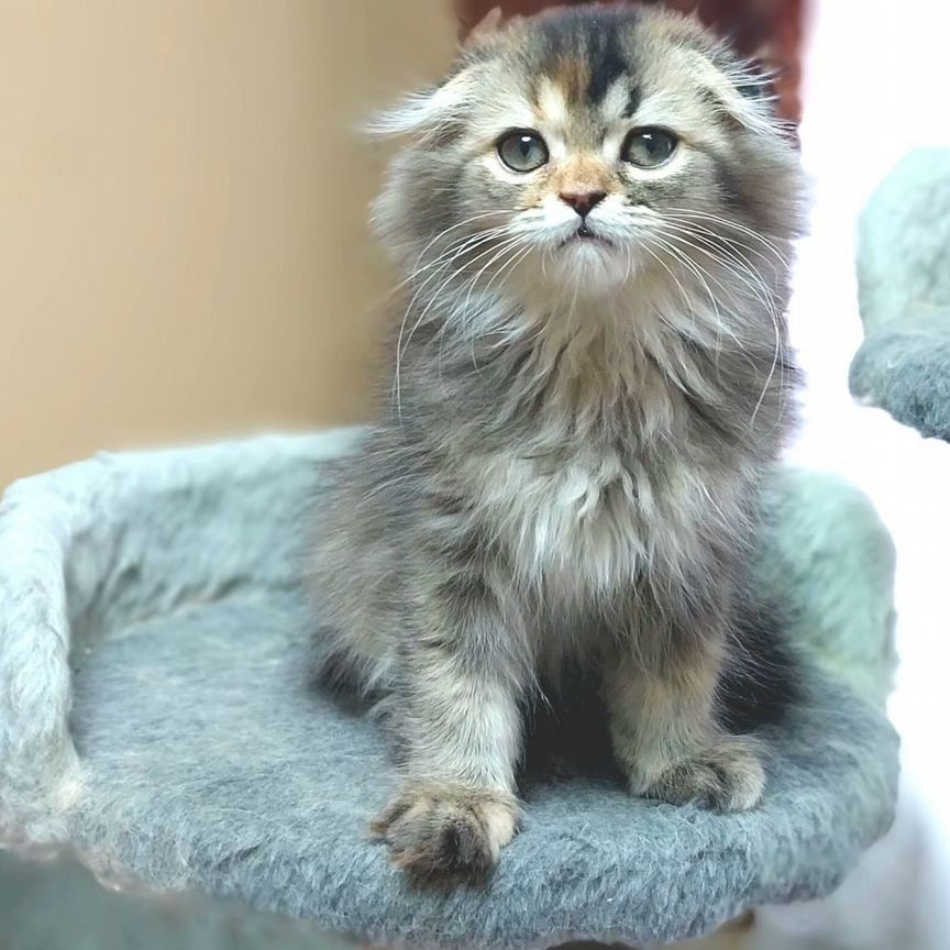 Шотландская черепашка