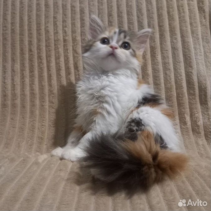 Девочка хайленд страйт красотка