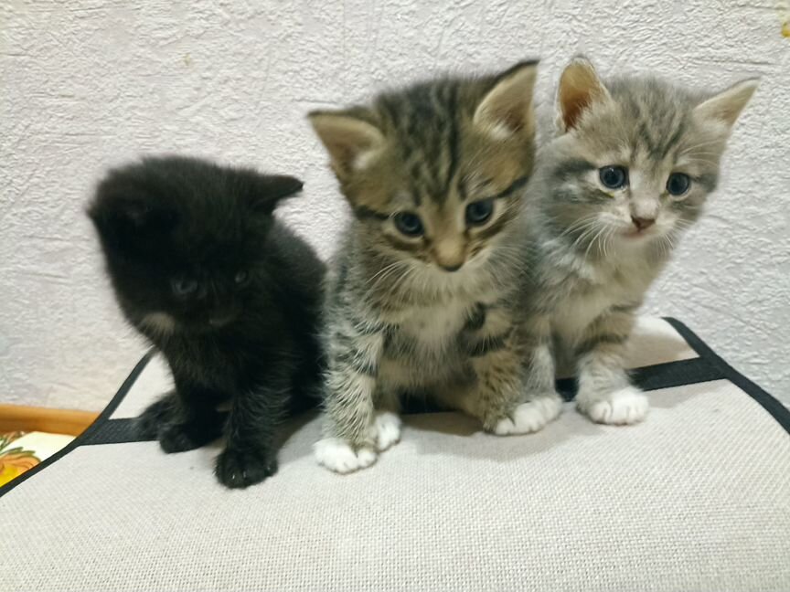 Котятки в добрые руки