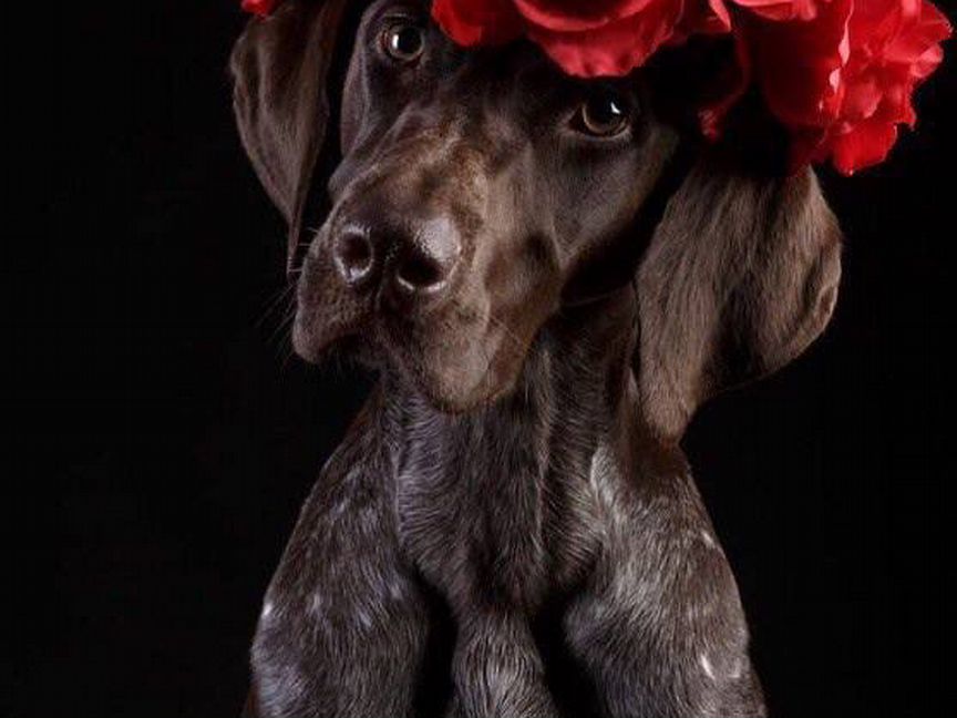 Курцхаар вязка, кобель