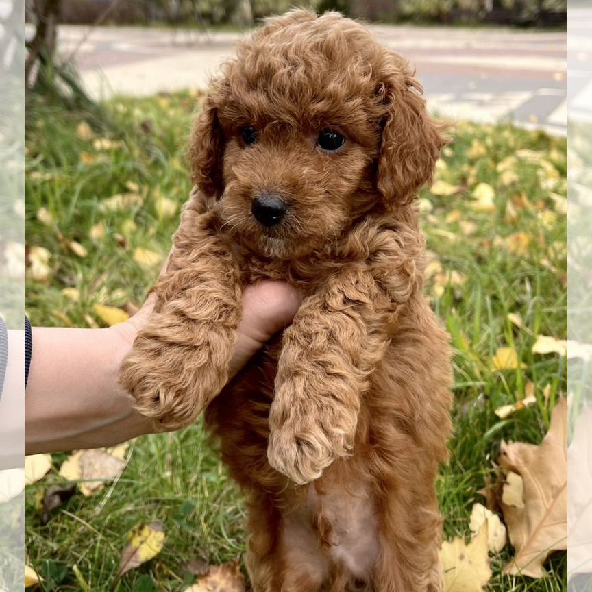 Русский той-терьер, щенок