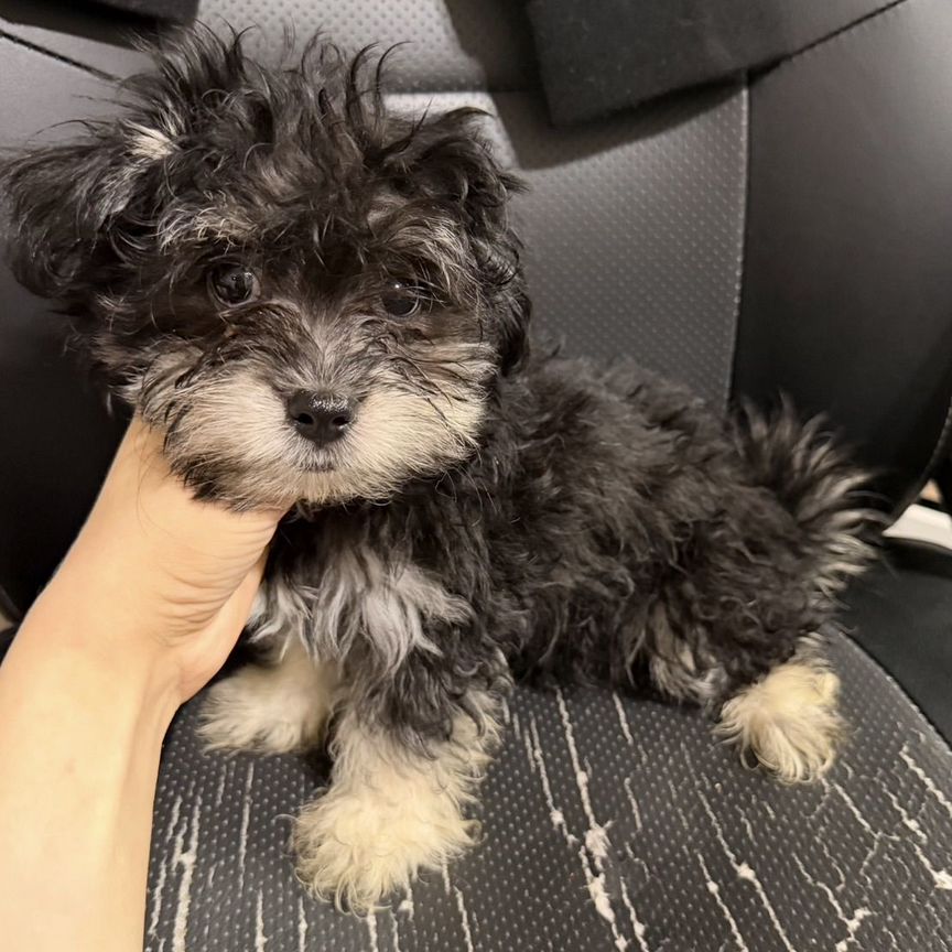 Мальтипу, щенок