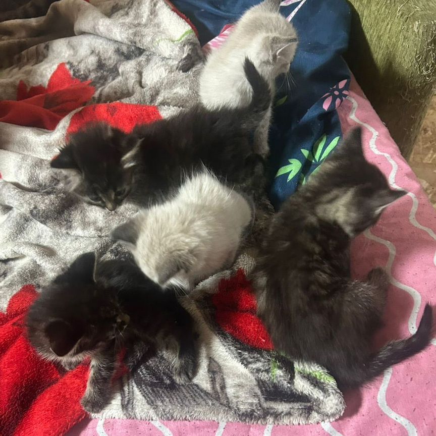 Котёнок в добрые руки