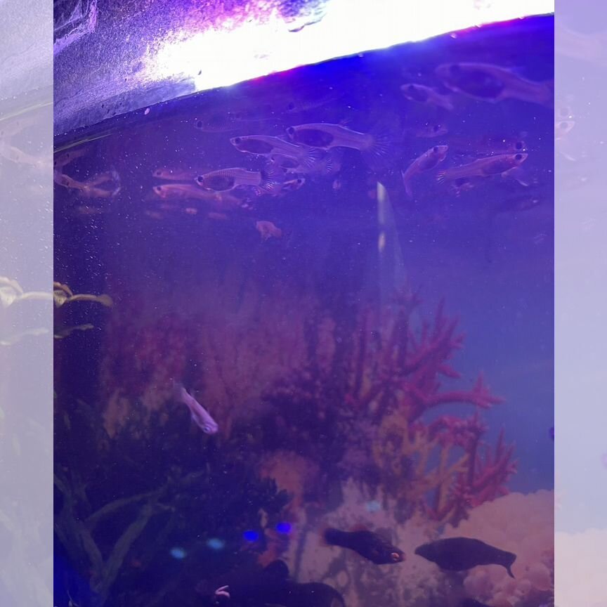 Аквариумные рыбки гуппи