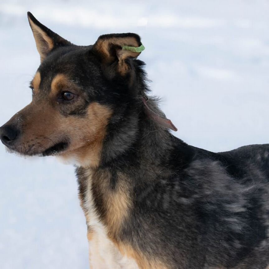 Добрый паренек Арчик