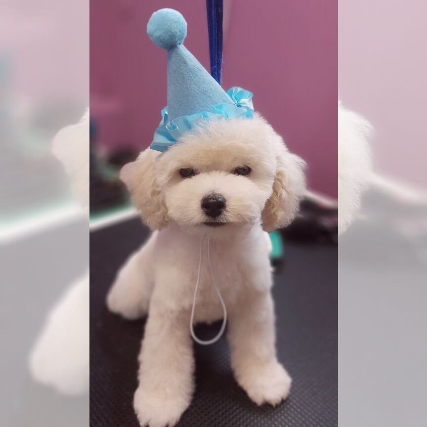 Той-пудель, щенок