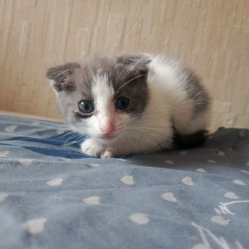 Вислоухие котята