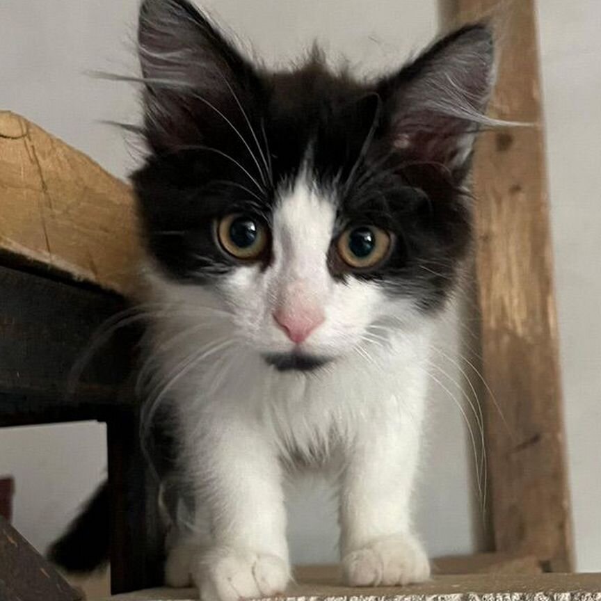 Милый котёнок ищет дом