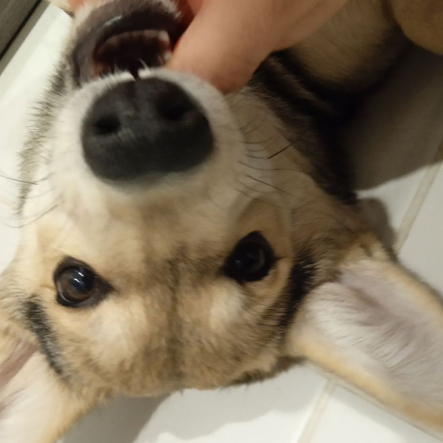 Корги той кардиган 6 месяцев