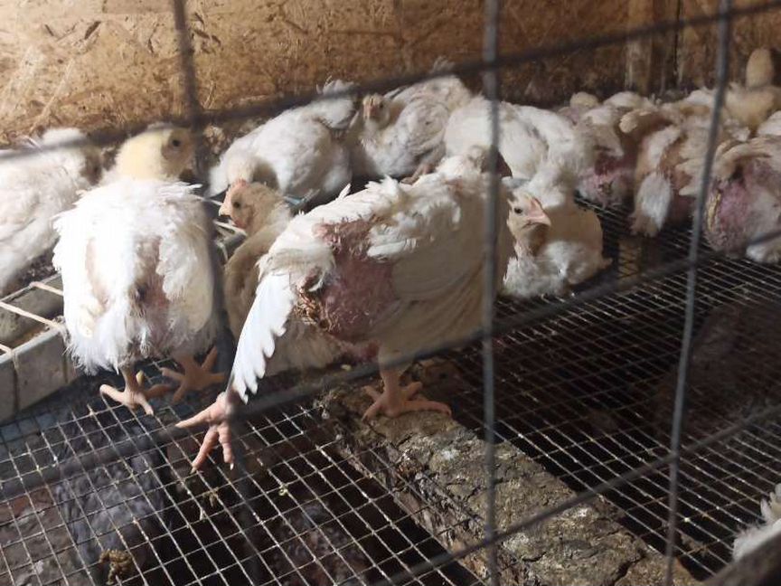Бройлер мясом и суточные гуси и утки