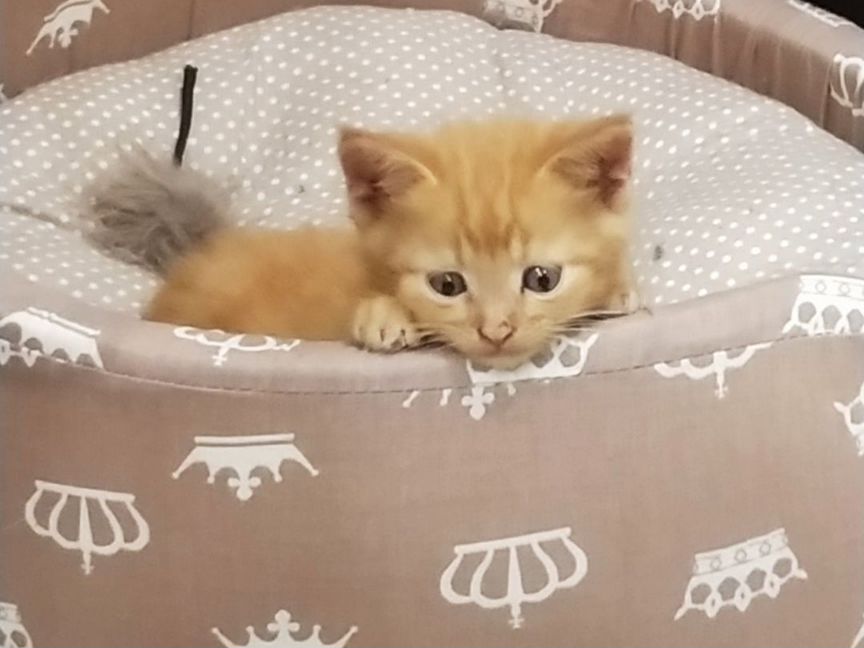 Котята мейн-кун метис