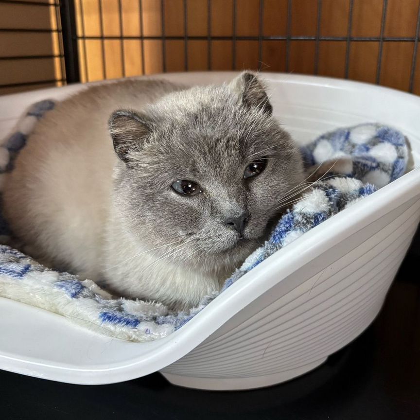 Взрослая кошка в добрые руки