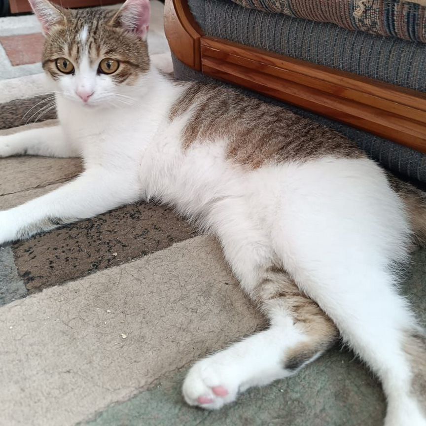 Котик бесплатно в добрые руки