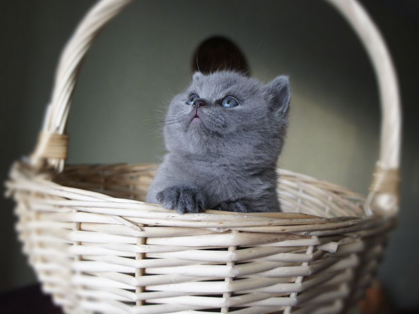 Британские котята