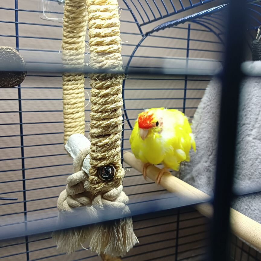 Попугай какарик с клеткой и всем остальным