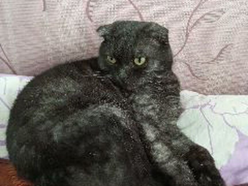 Отдам в хорошие руки бесплатно