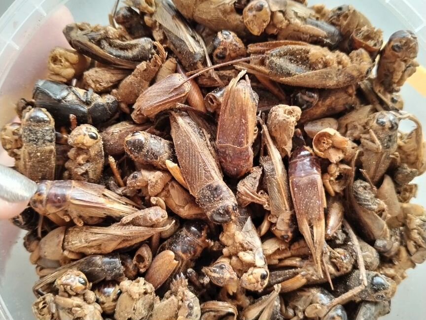 Кузнечик сушеный 500 мл