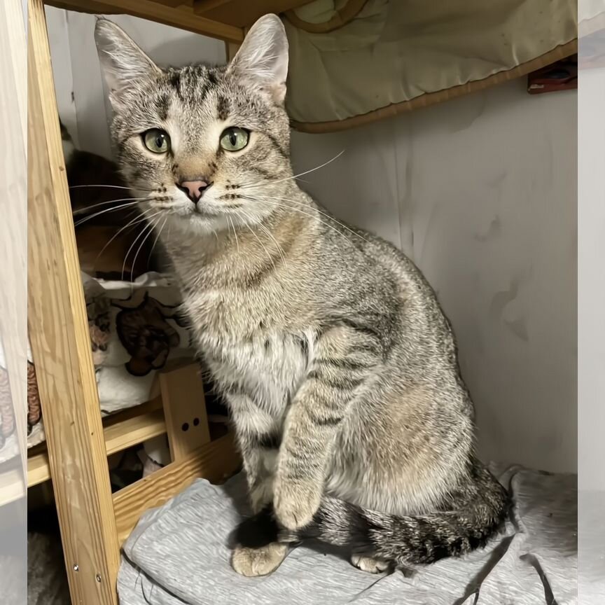 Взрослый кот в добрые руки