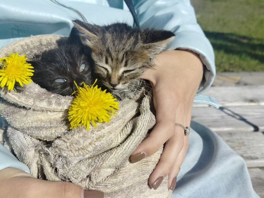 Котята милашки 1 месяц