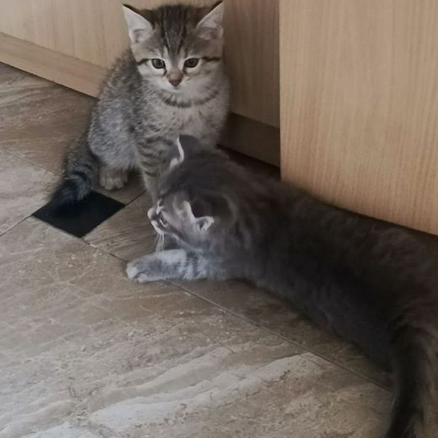 Шотландские вислоухие