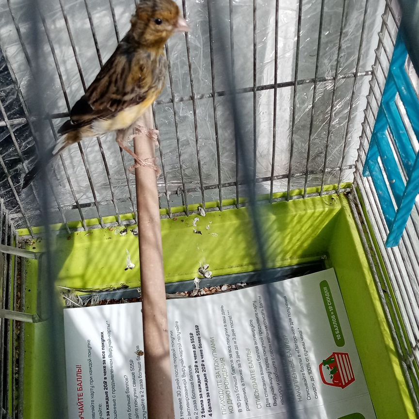 Канарейка самка