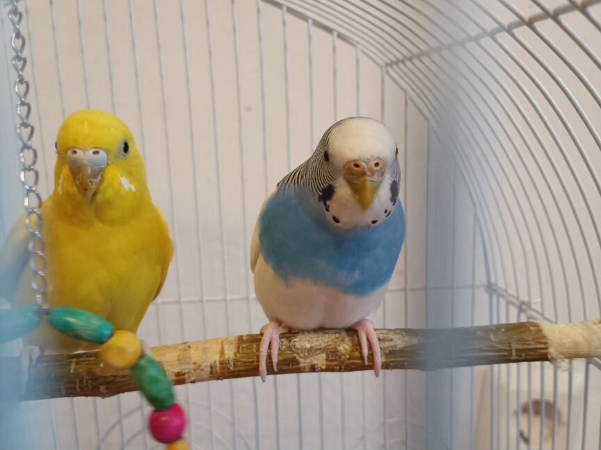 Волнистые попугаи