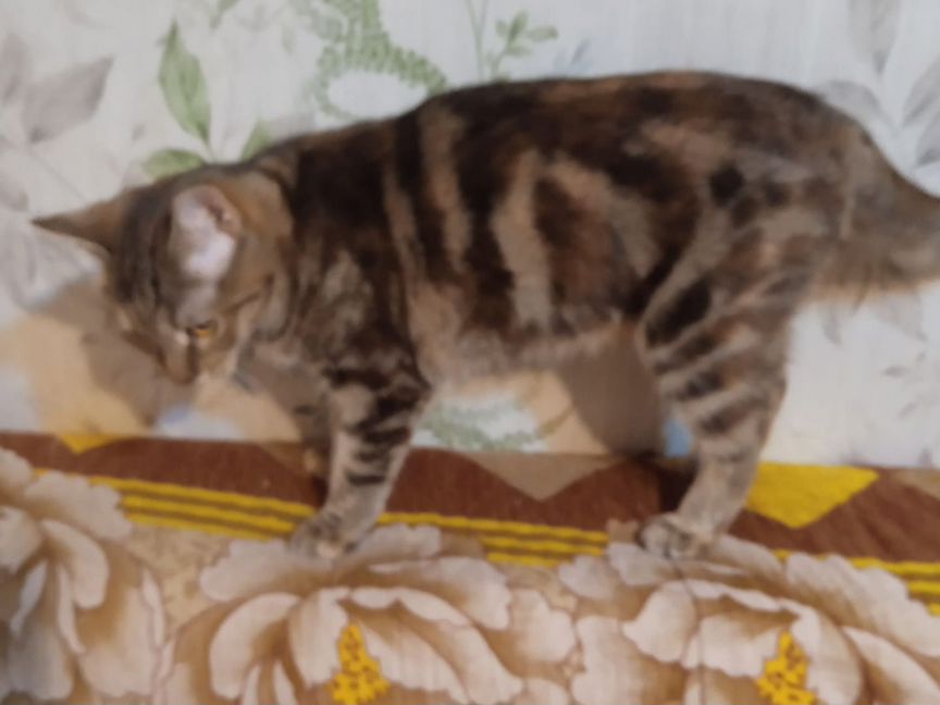 Молодая кошечка(почти бенгальская:) в добрые руки