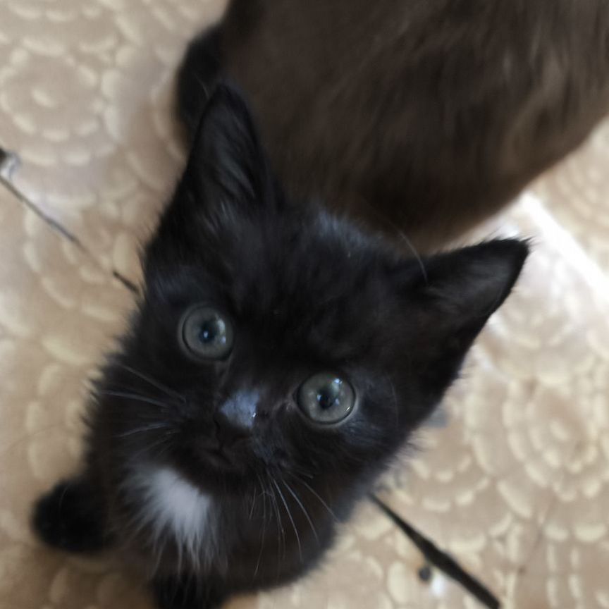 Котенок